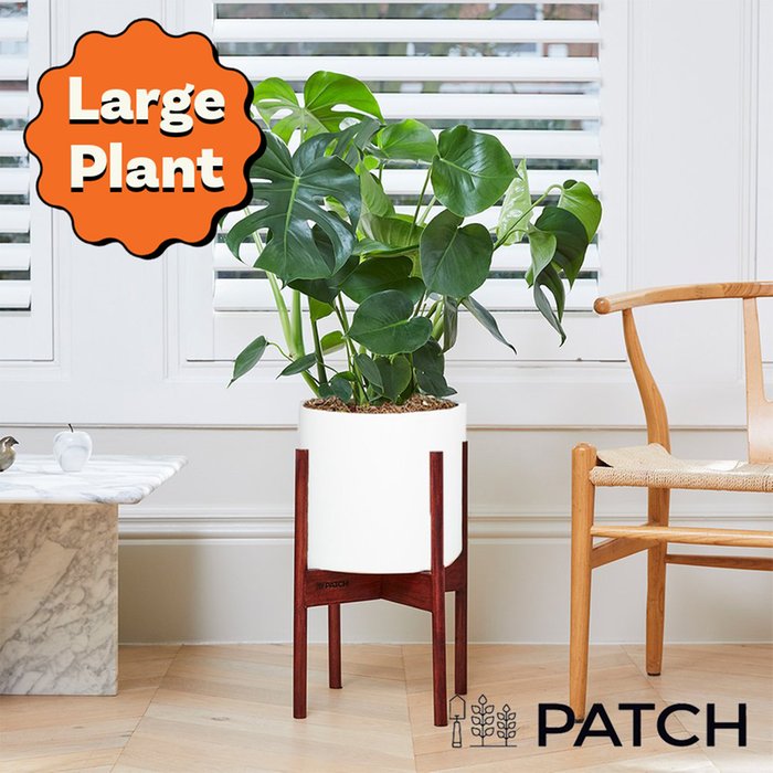 PATCH 'Chaz' the Swiss cheese plant Set 70-80cm | Moonpig
